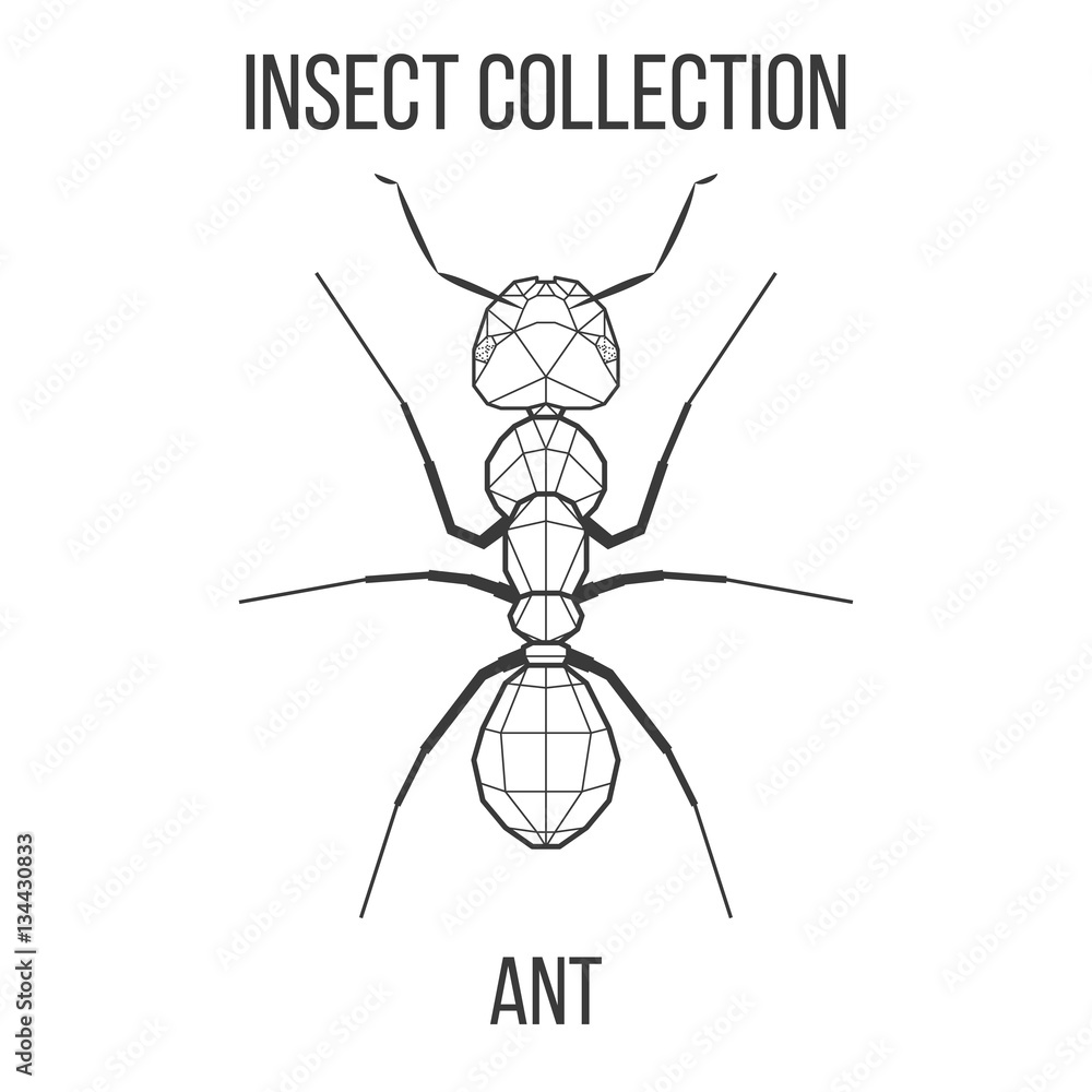 Ant insect geometric lines silhouette isolated on white background ...