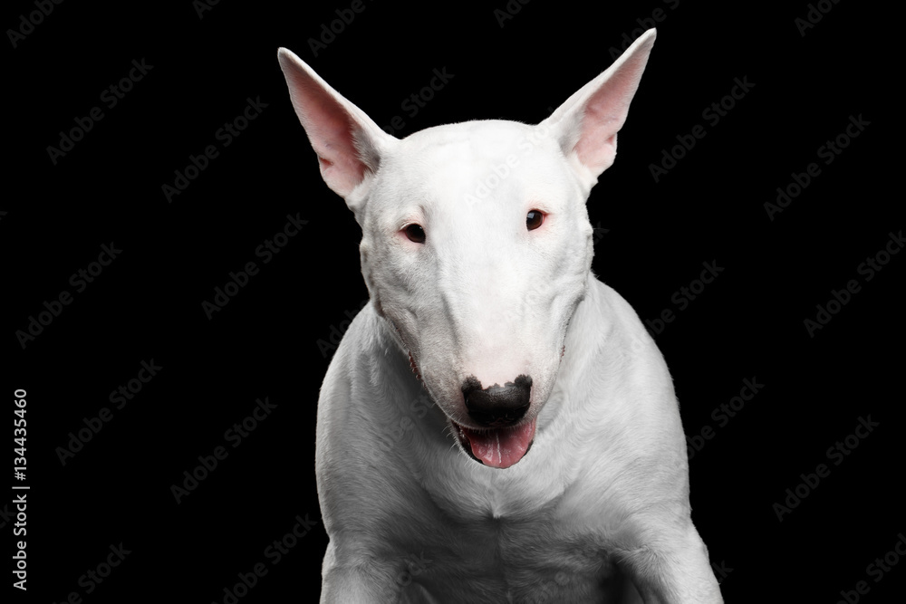 White Bull Terrier