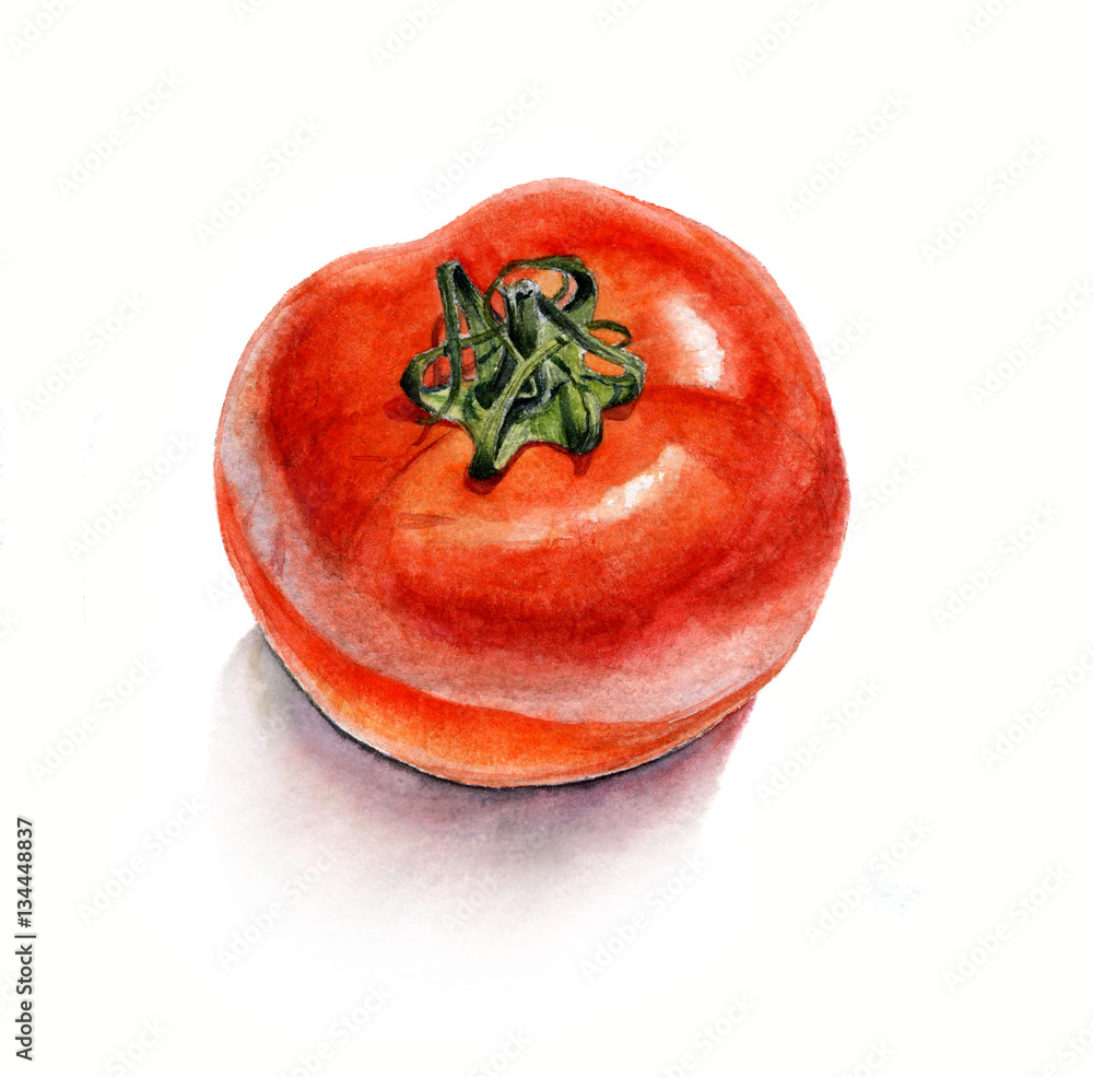 Tomato Watercolor Painting