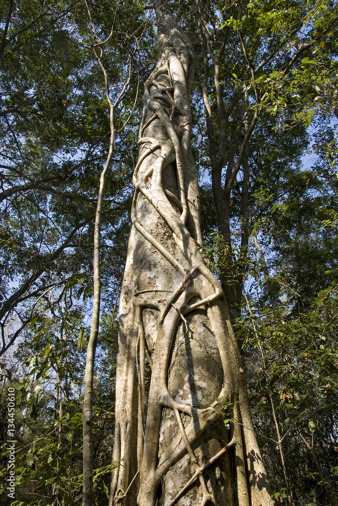 Figuier étrangleur, ficus, Madagascar Stock Photo | Adobe Stock
