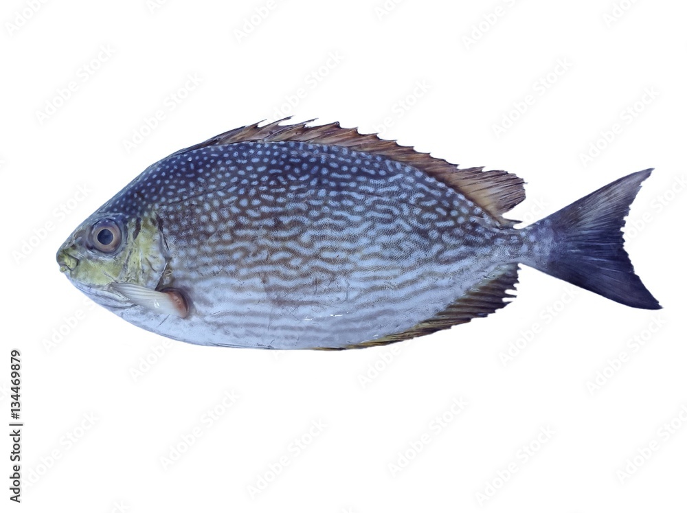 Streaked spinefoot, Rabbitfish isolated Stock Photo | Adobe Stock