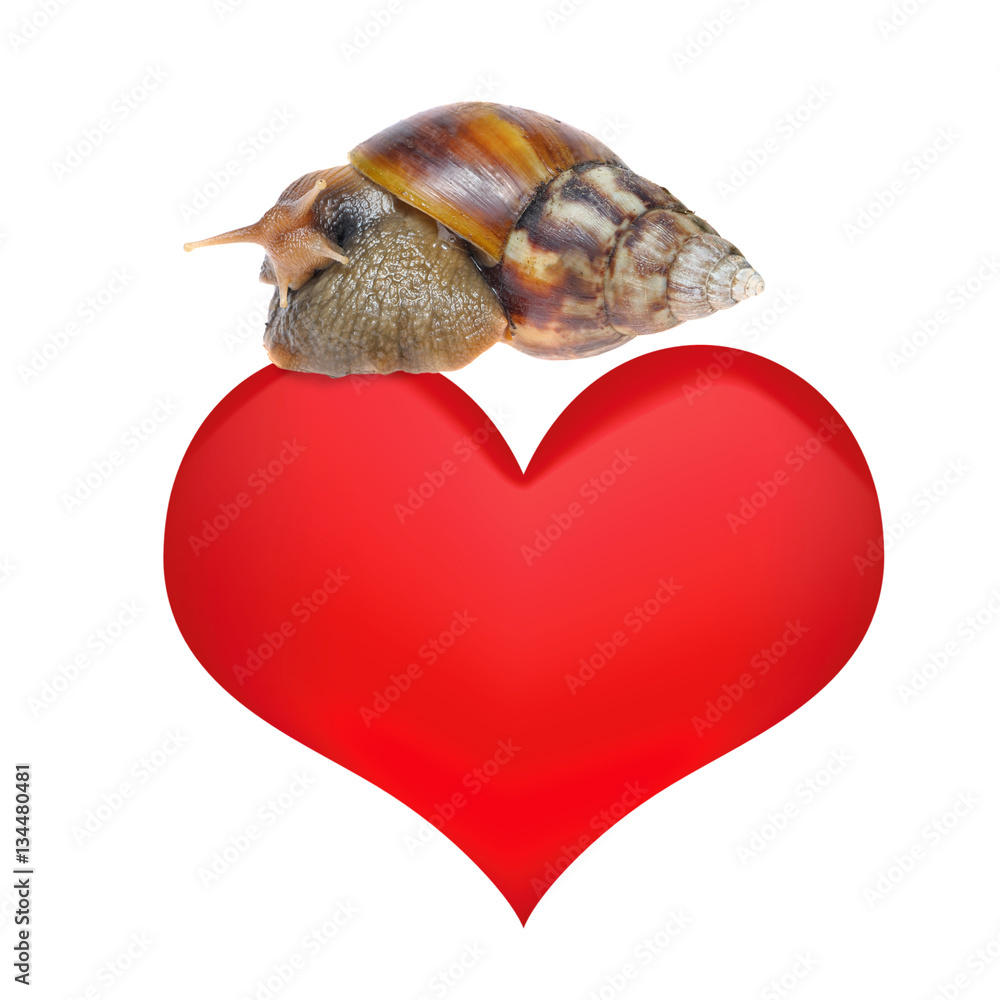 Snail on heart Stock Photo | Adobe Stock