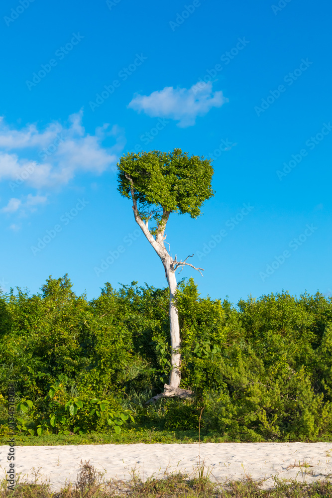 Square shape tree Stock Photo | Adobe Stock
