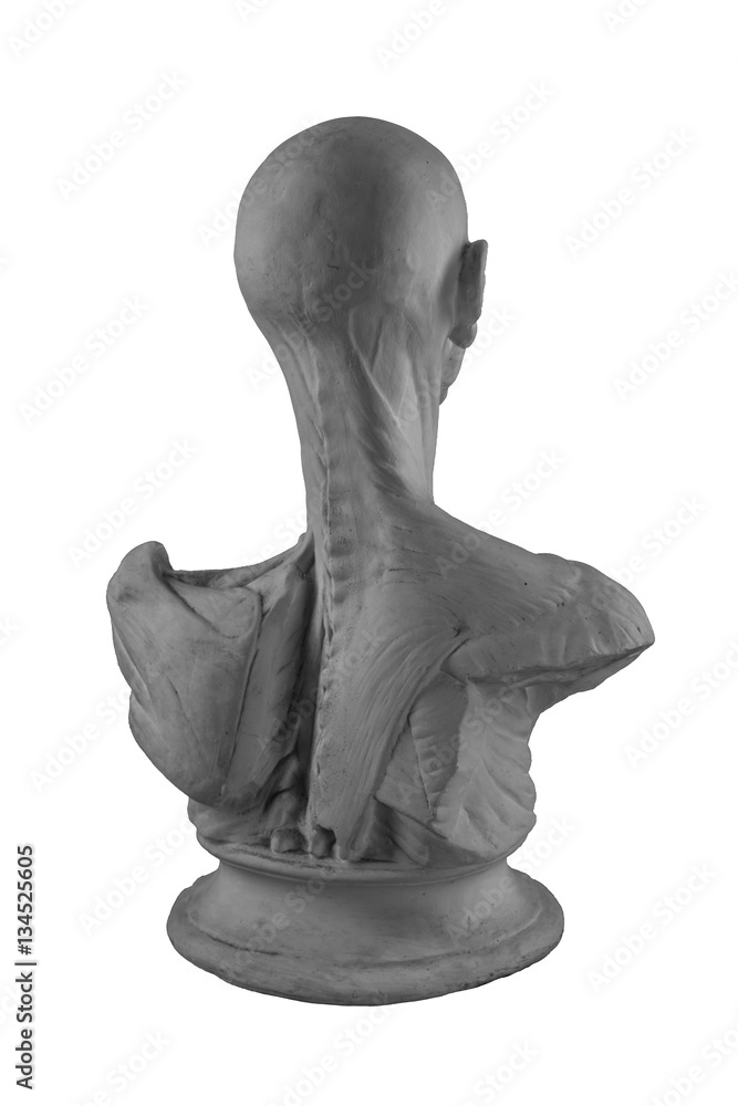 plaster statue of a naked anatomical human figure with muscles Stock ...