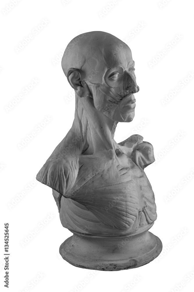 plaster statue of a naked anatomical human figure with muscles Stock ...