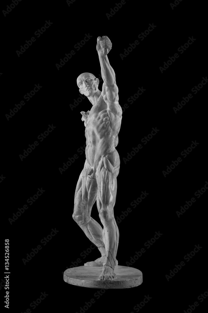 plaster statue of a naked anatomical human figure with muscles in a ...