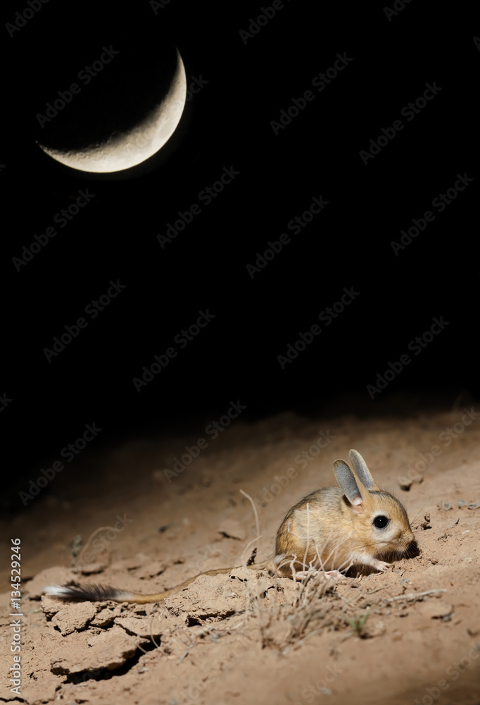 Five Toed Pygmy Jerboa