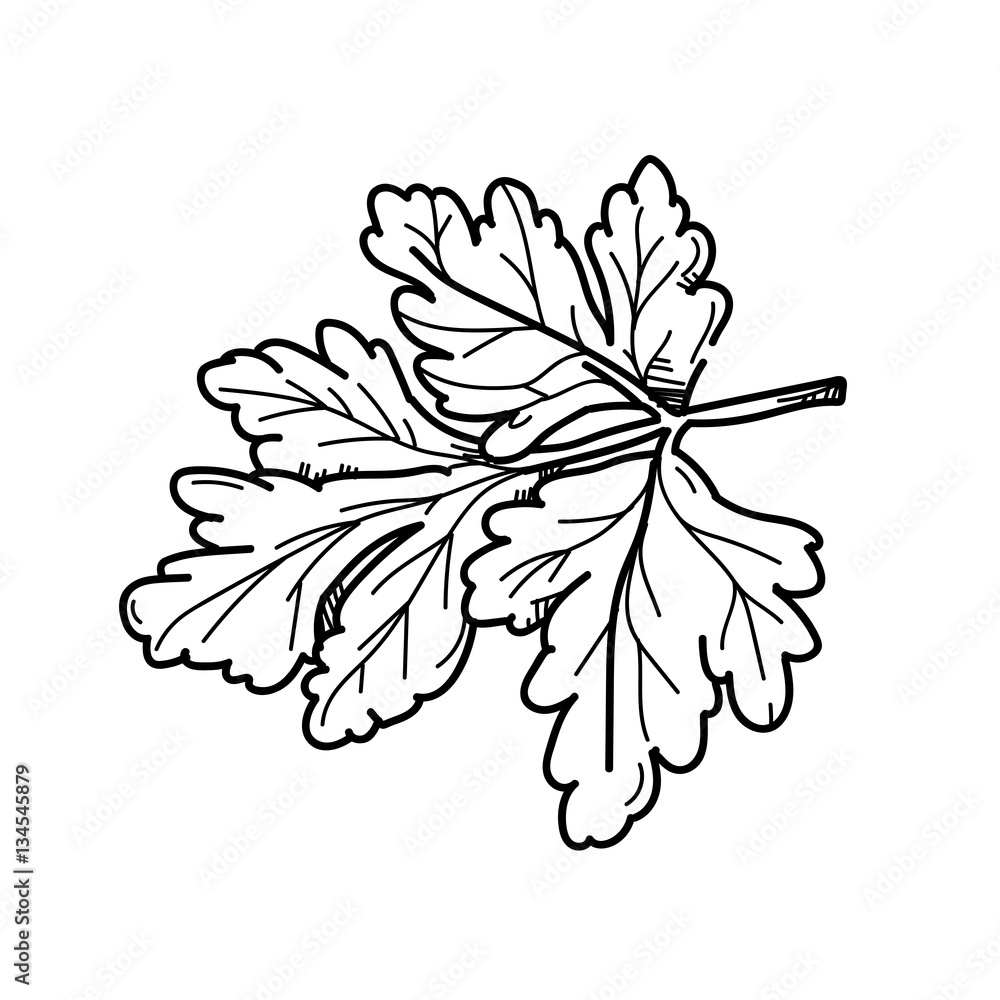 Freehand drawing illustration Parsley. Stock Illustration | Adobe Stock