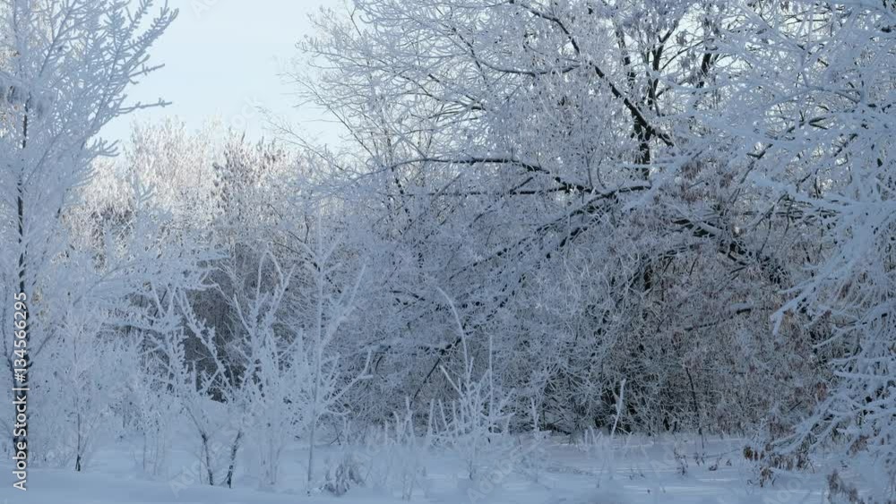 Beautiful Snowy Forest, 4k Stock Video | Adobe Stock