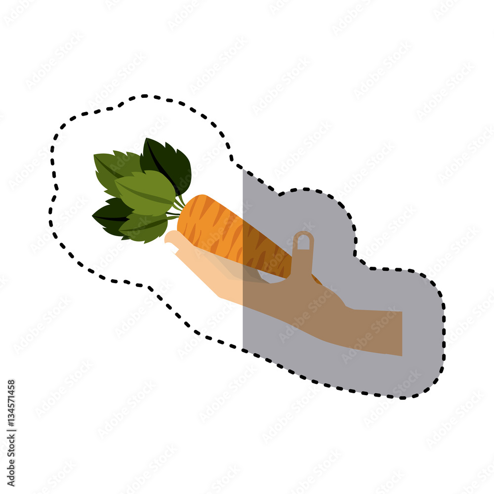 colorful sticker of hand holding carrot vegetable vector illustration ...