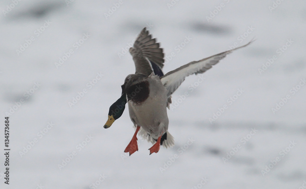 The male wild duck,mallard duck (Anas platyrhynchos) landing on the ice ...