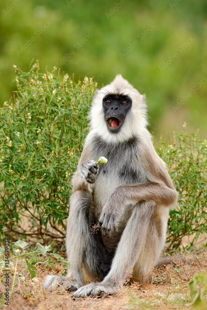Wildlife of Sri Lanka. Animal with open muzzle. Common Langur ...