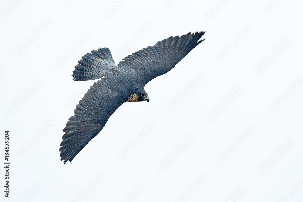 Falcon Flying In Sky