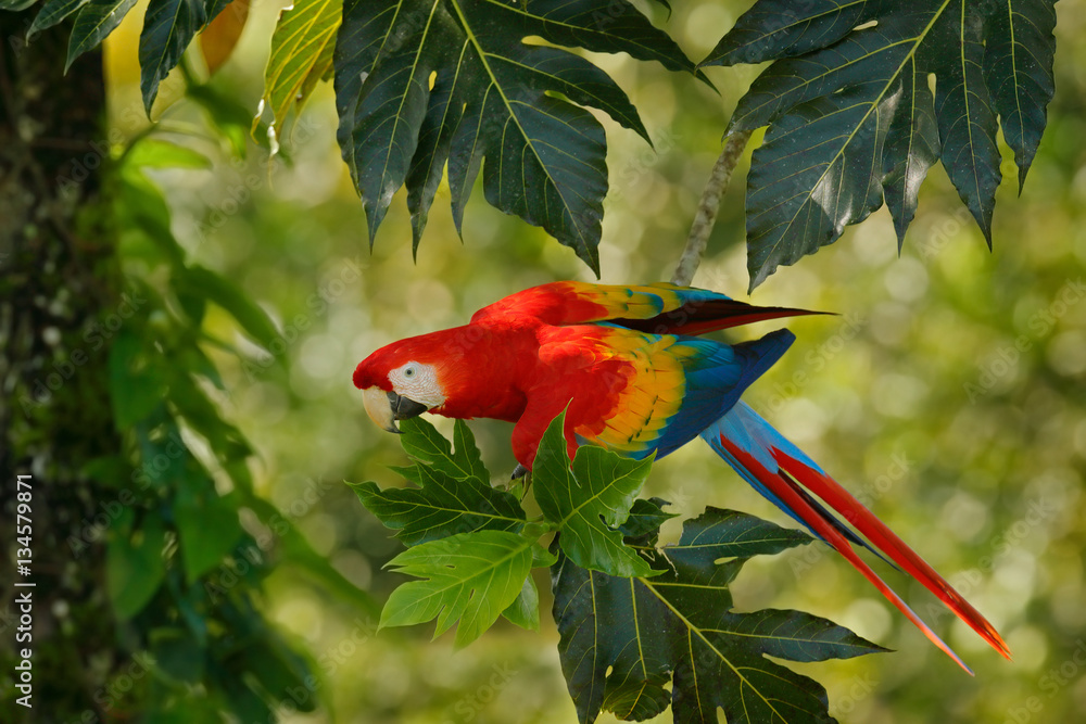 Parrots Habitat Rainforest