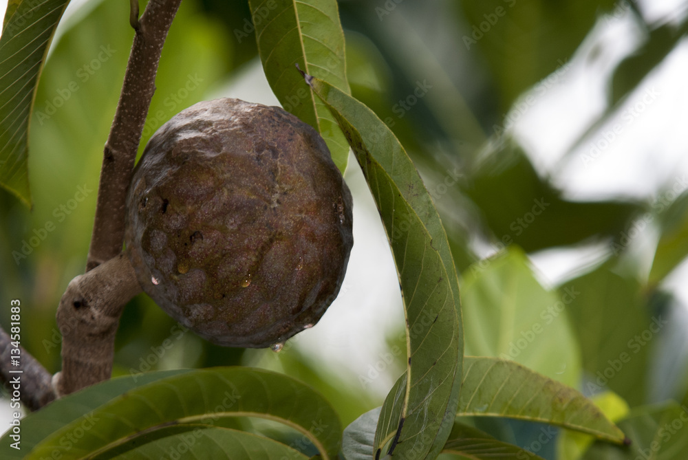 cachiman, corossolier réticulé, Annona reticulata, Madagascar Stock ...