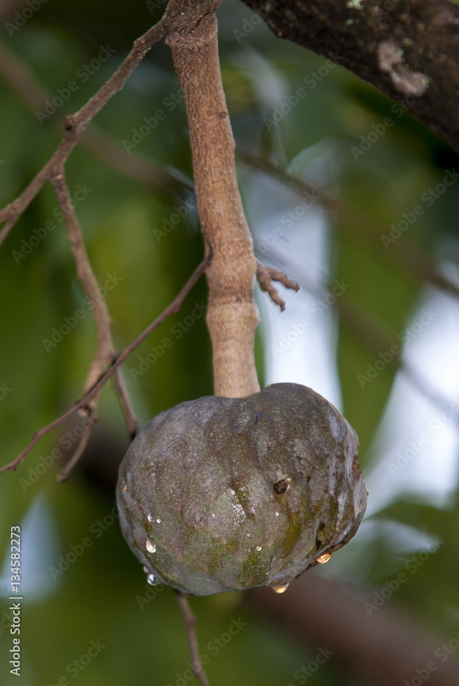 cachiman, corossolier réticulé, Annona reticulata, Madagascar Stock ...
