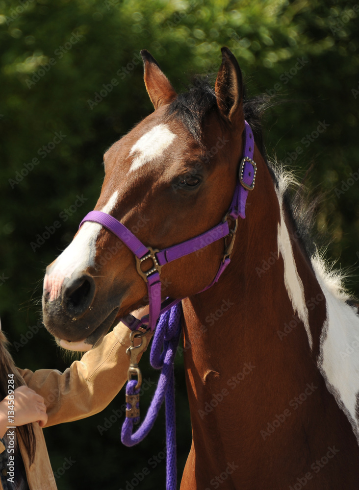 Brauner Western Pferd Stock-Foto | Adobe Stock