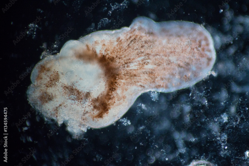 Planarian parasite (flatworm) under microscope view. Stock Photo ...