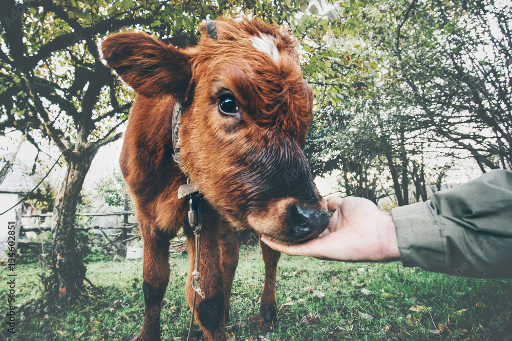 Cow calf eating from man hand funny Farm Animal at alpine green valley ...