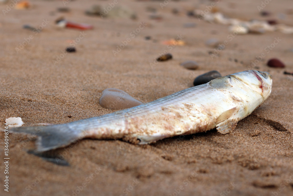 Poster Pez muerto en la arena – Wall Art | UkPosters