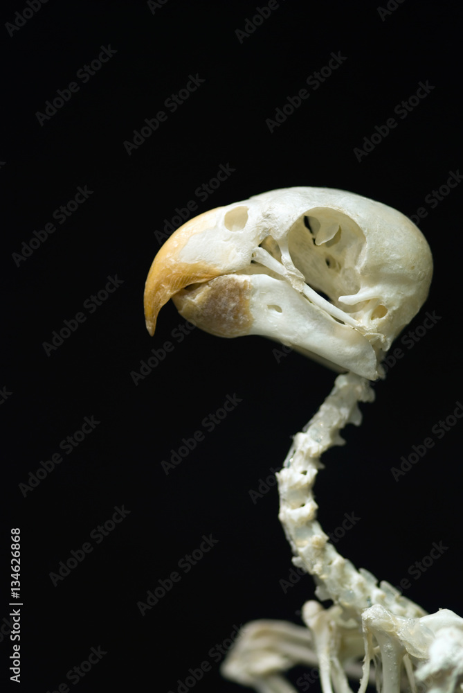 Poster Ancient parrot skull – Wall Art | UkPosters