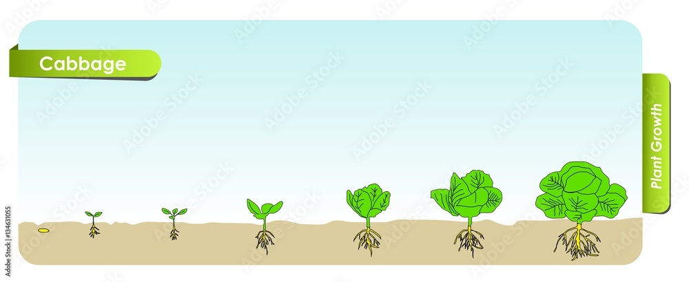 Cabbage Plant Stages