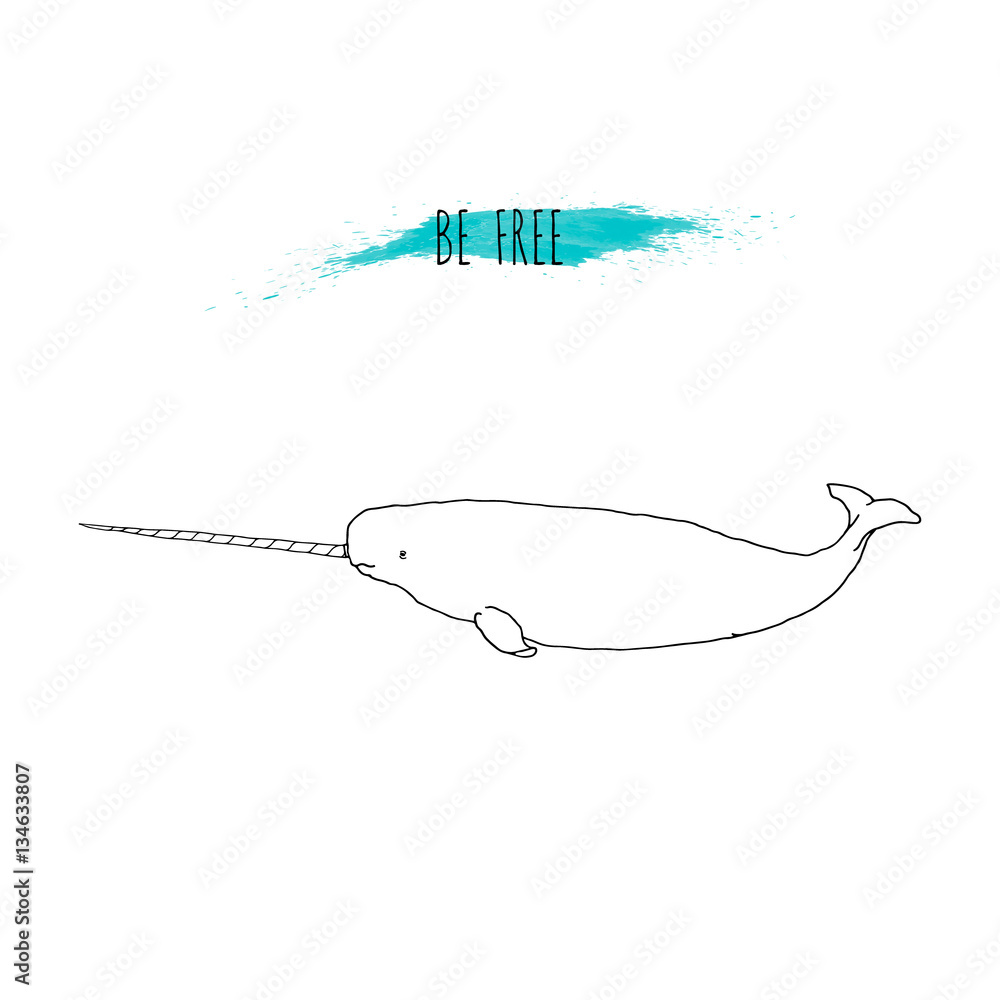 Narwal vector illustration. Hand drawn, isolated on white background ...