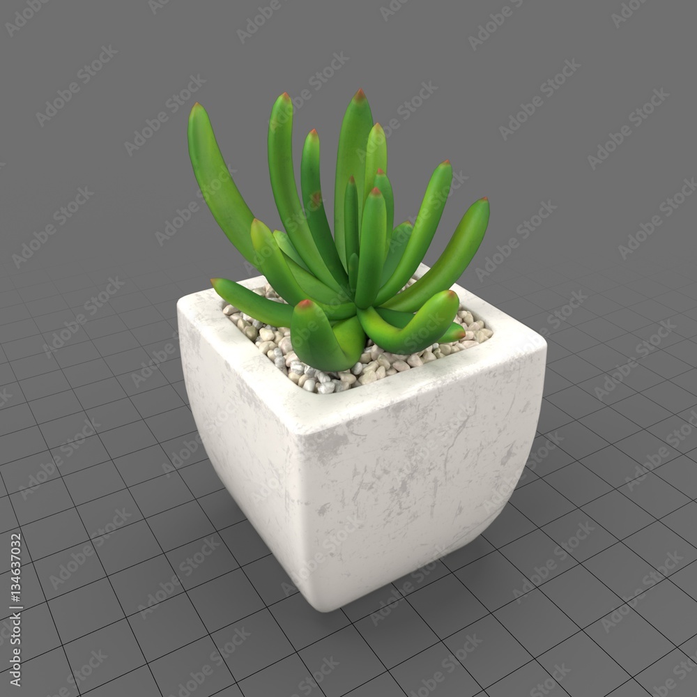 Plant Decor 05 Stock 3D asset | Adobe Stock