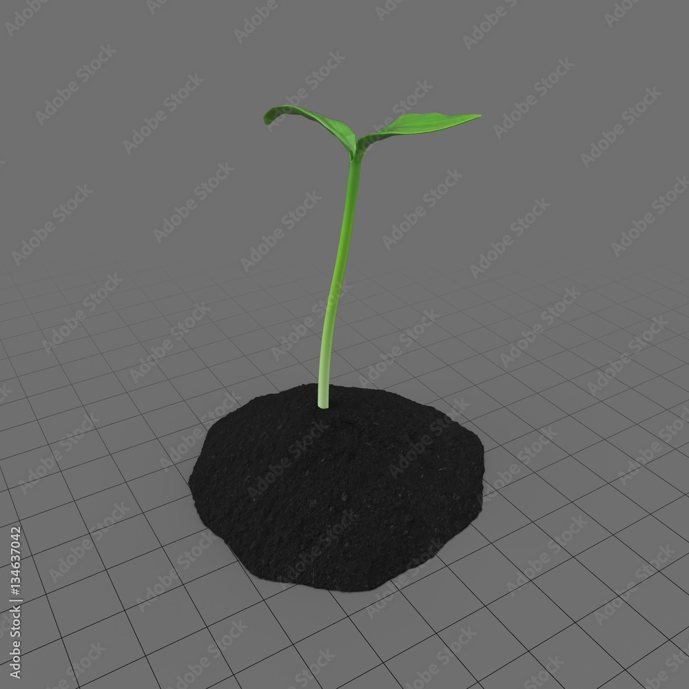 Plant Sprout Stock 3D asset | Adobe Stock