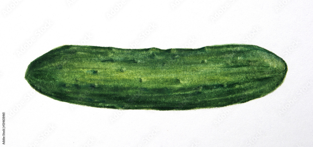 Hand drawn illustration of a fresh cucumber isolated on white ...