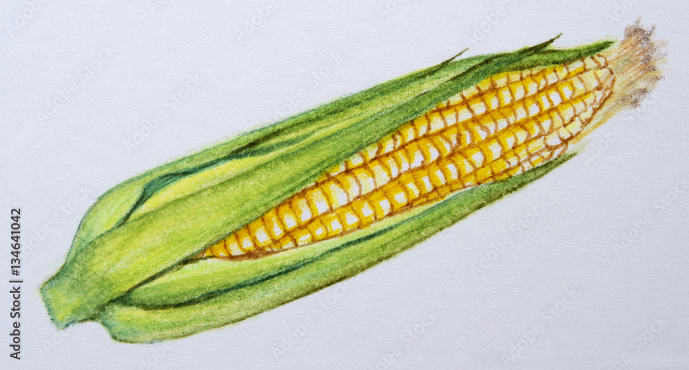 Vegetable Pencil Drawing
