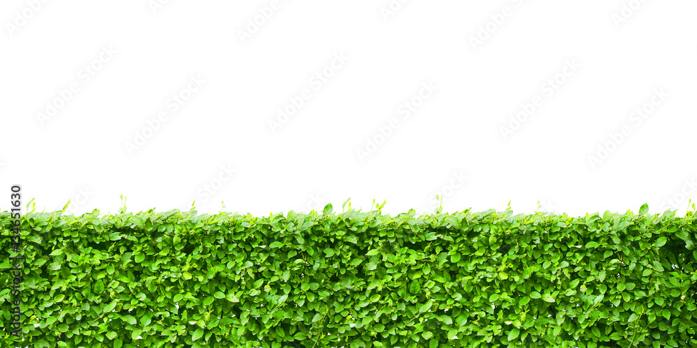 panoramic view of beautiful hedge fence isolated on white background ...