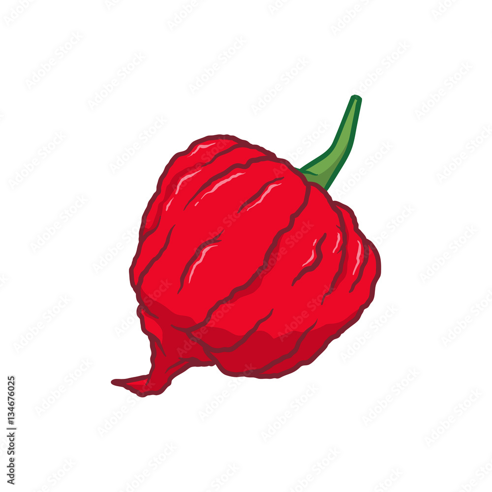 Carolina Reaper Chilli Pepper Vector Illustration Stock Vector | Adobe ...