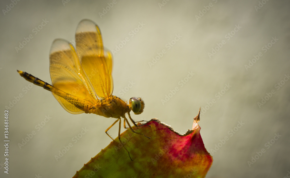 Dragonfly Sideview Stock Photo | Adobe Stock