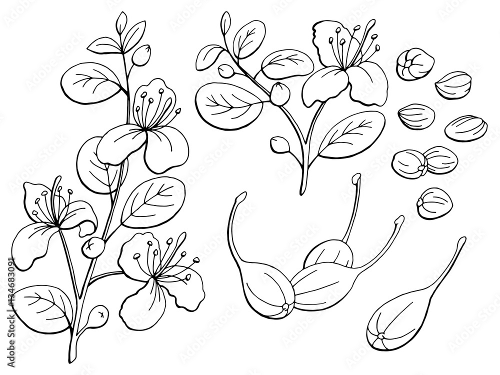 Capers graphic black white isolated sketch illustration vector Stock ...