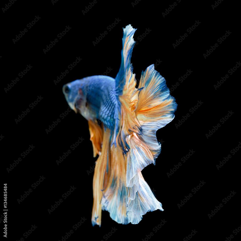 Tail of blue fighting fish isolated on black background Stock Photo ...