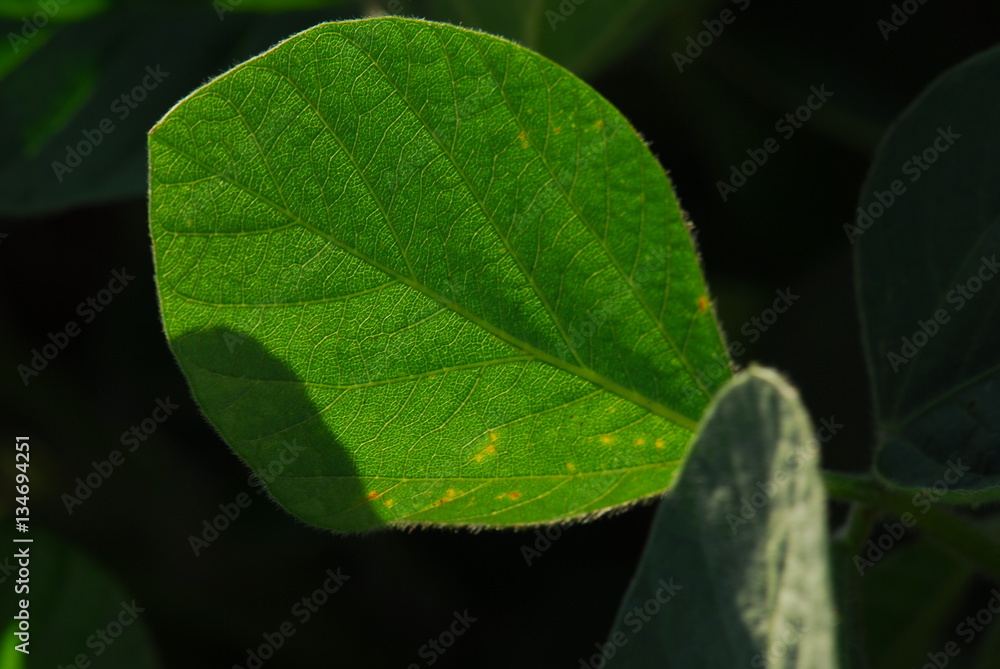 hojas de soja en planta detalles Stock Photo | Adobe Stock