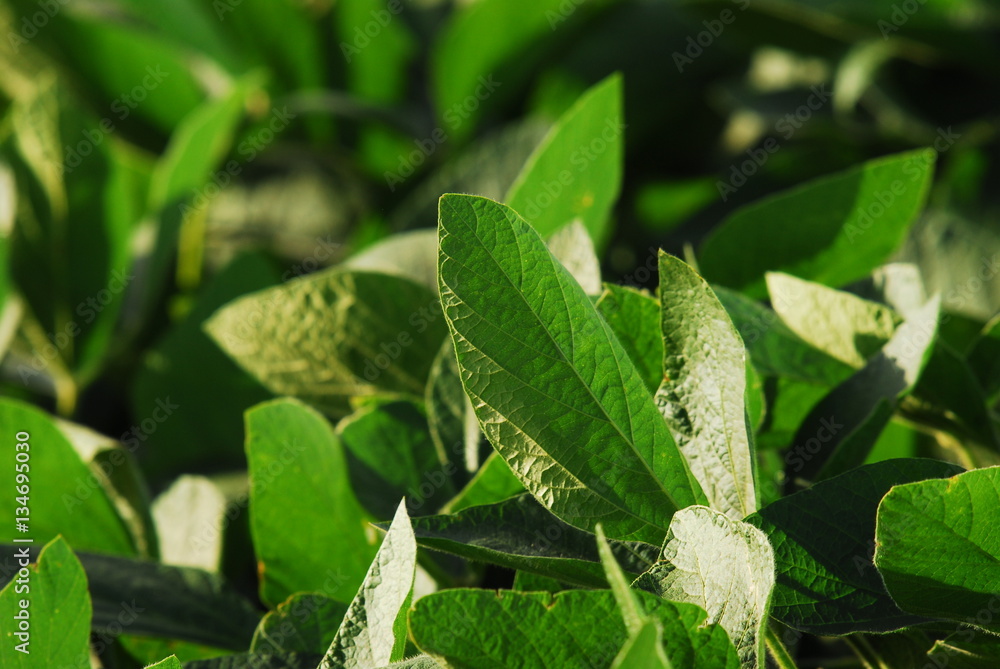 hojas de soja en planta detalles Stock Photo | Adobe Stock