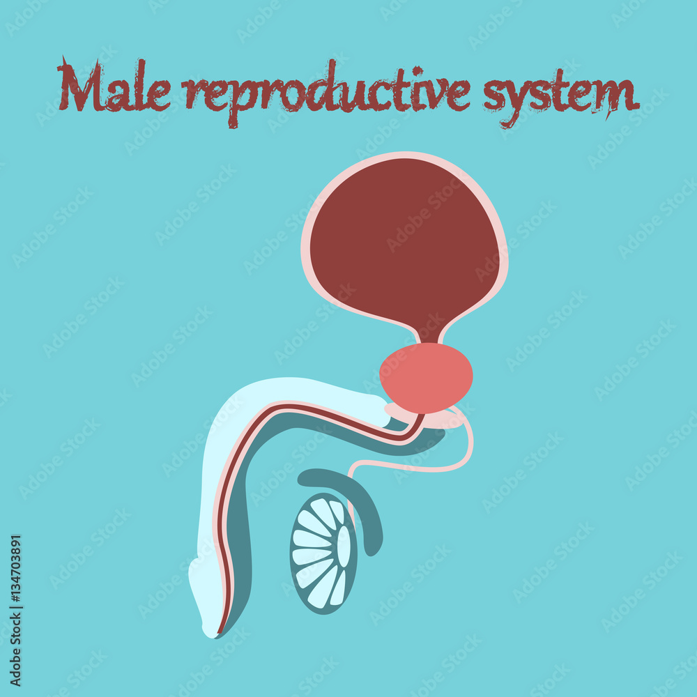 human organ icon in flat style Male Reproductive System Stock Vector ...