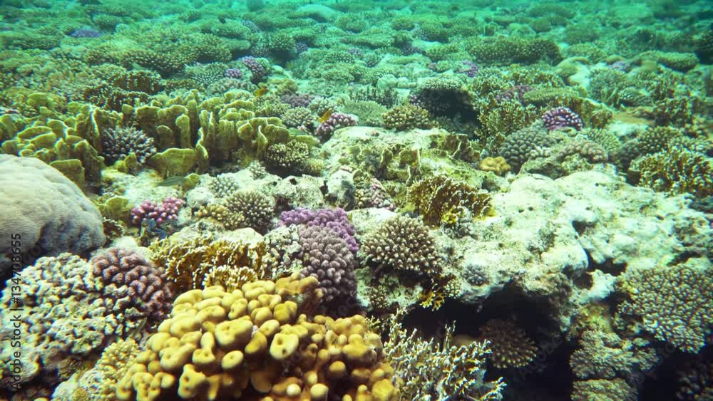 Coral reef (cay) of the Red Sea with a variety of fish. 4K video. Stock ...