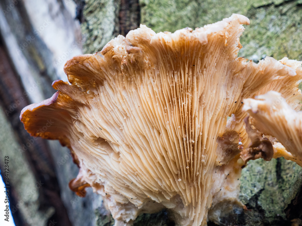 large fungus growths on a tree Stock Photo | Adobe Stock