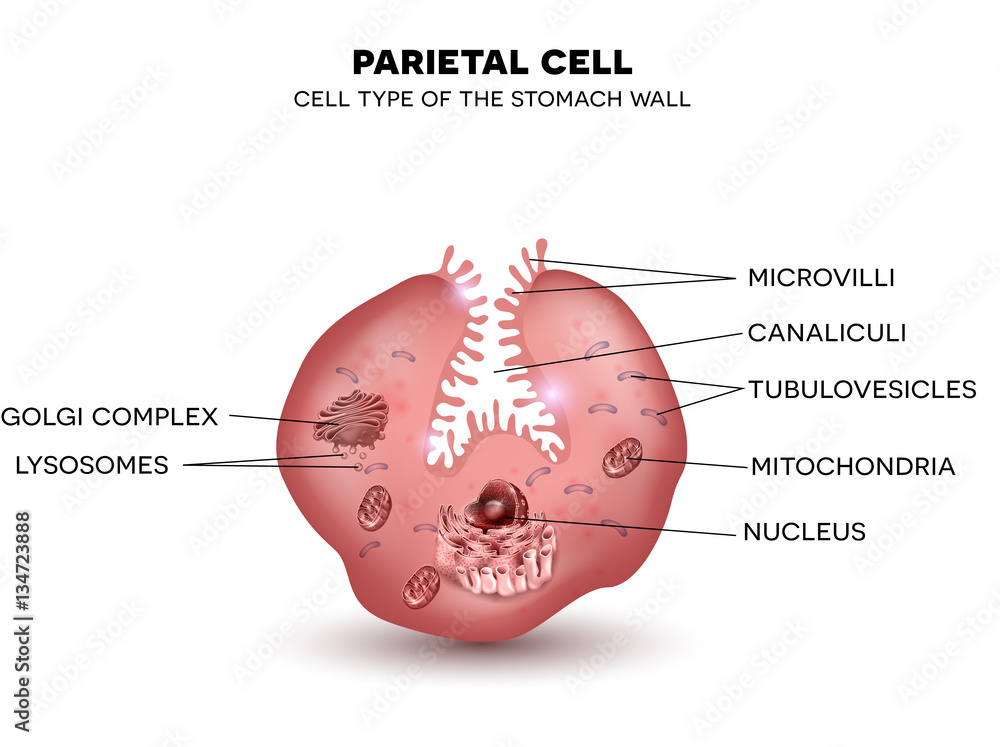 Parietal cell of stomach wall, beautiful colorful drawing on a white ...