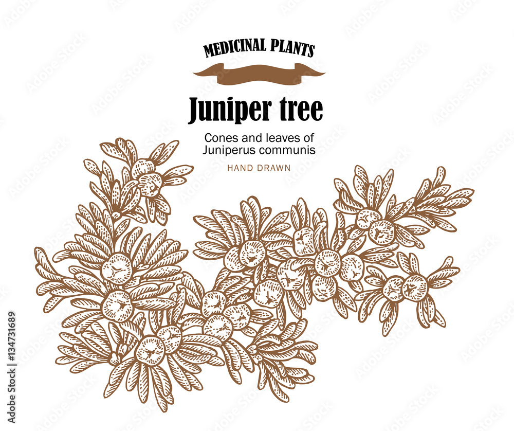 Juniper tree vector illustration. Cones ans leaves of Juniperus Stock ...