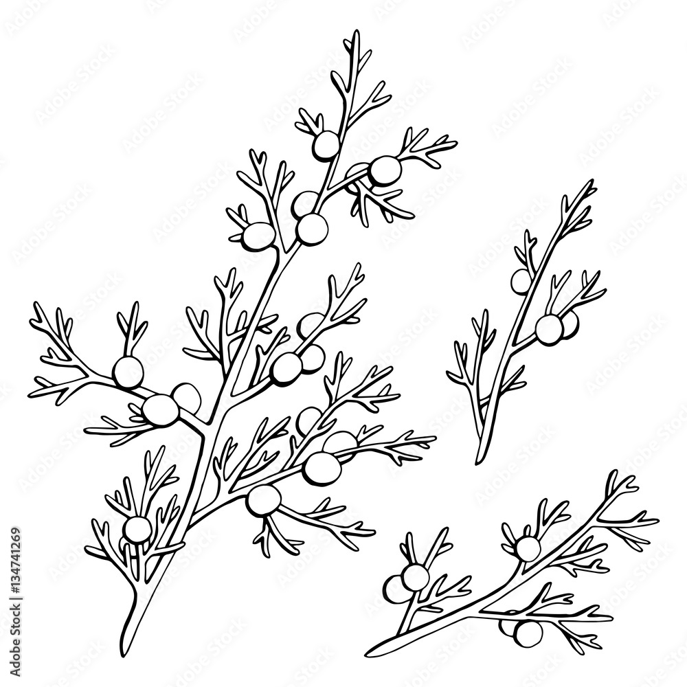Juniper graphic black white isolated sketch illustration vector Stock ...