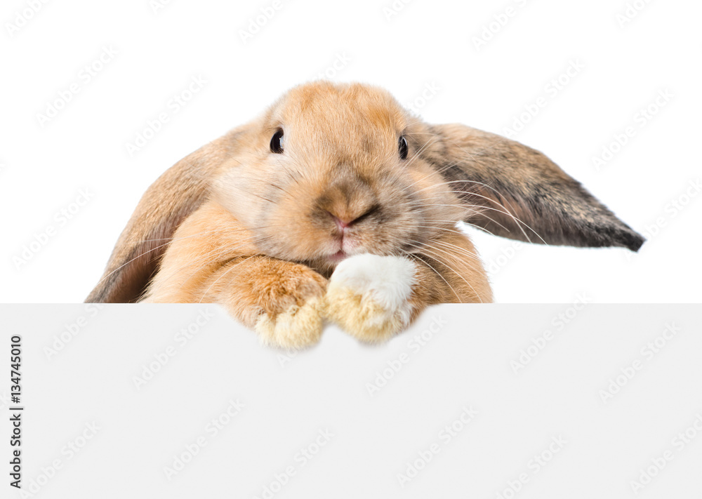 Rabbit looking over a signboard. Isolated on white background Stock ...