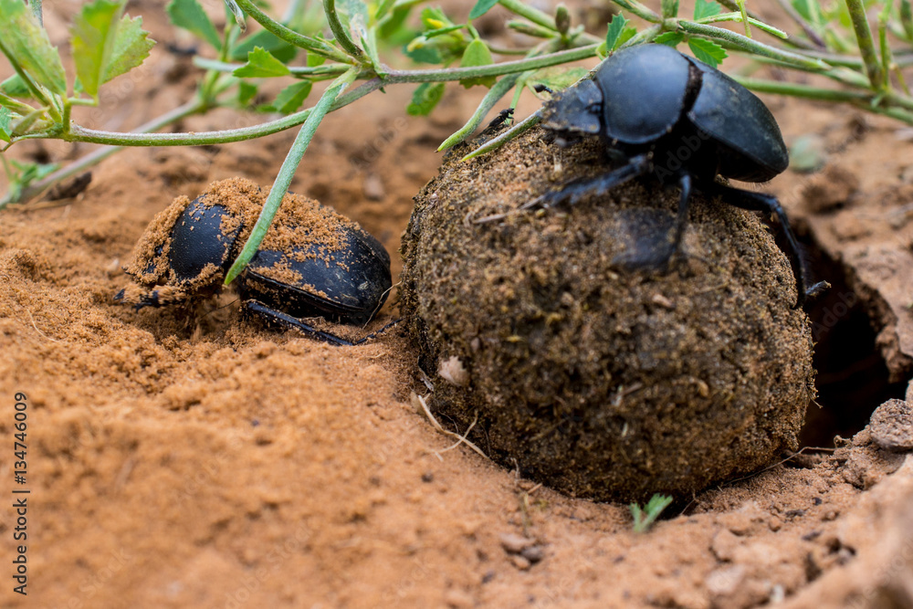 Two scarabs with food in a desert Stock Photo | Adobe Stock