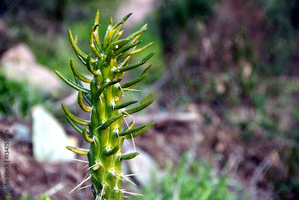 Foto de Cactus con puas do Stock | Adobe Stock