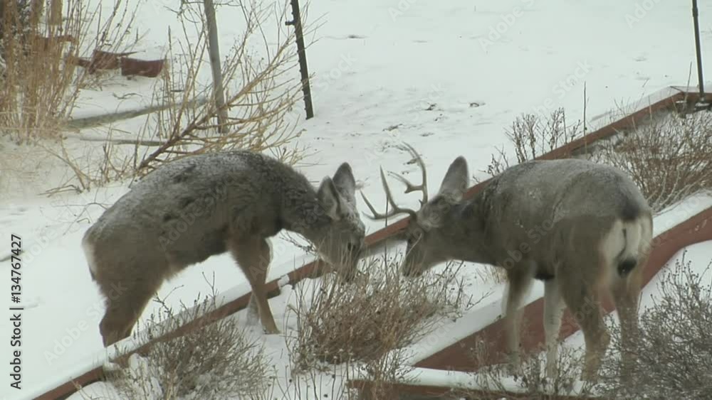 Starving Mule Deer in Snow Eating in Garden Stock Video | Adobe Stock