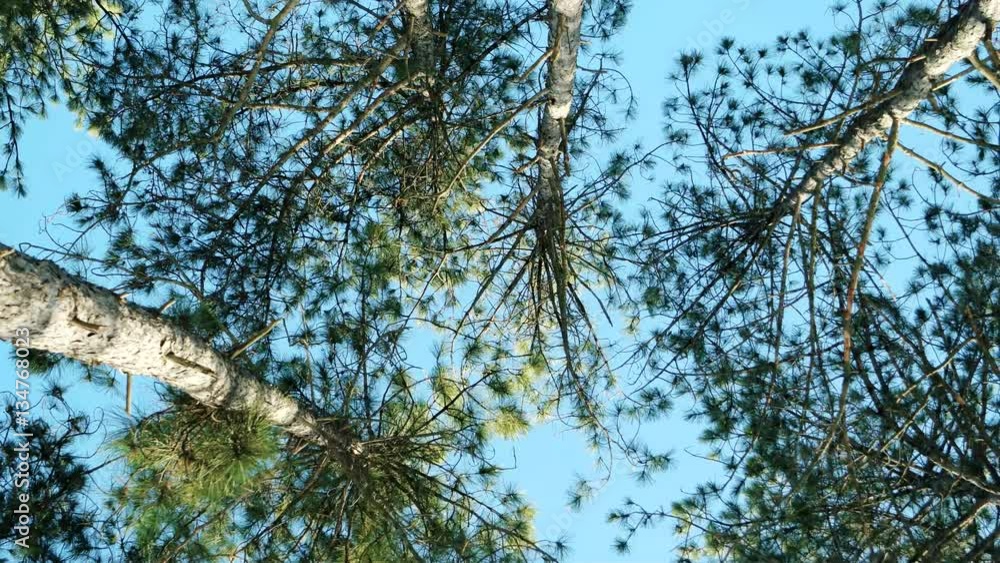 pine trees, spruce against the blue sky, forest, tops of the trees in ...