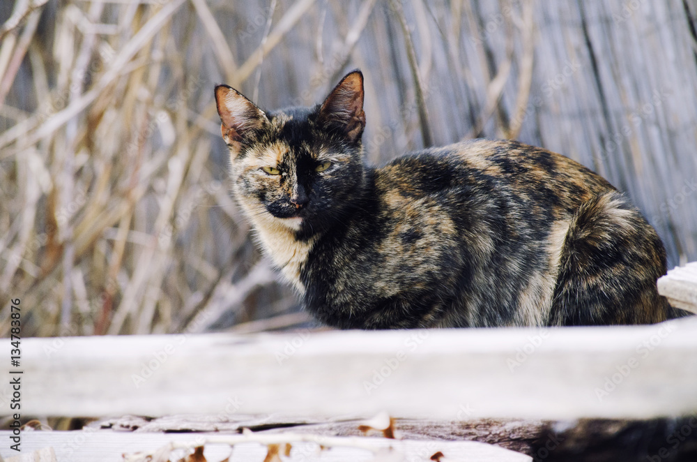 Split Face Yellow and Calico Cat laying Outside Stock Photo | Adobe Stock